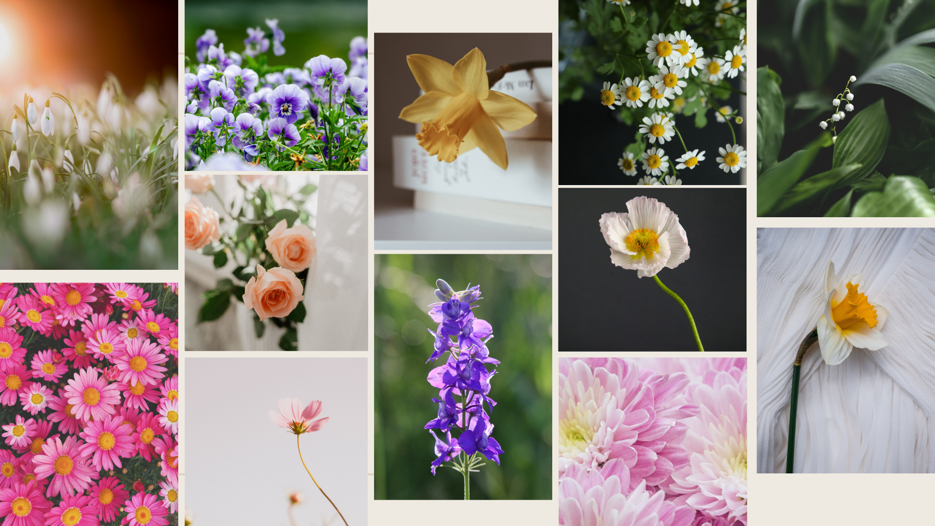 16 - What's Your Birth Flower? A Guide to Birthday Blooms - The Tsubaki